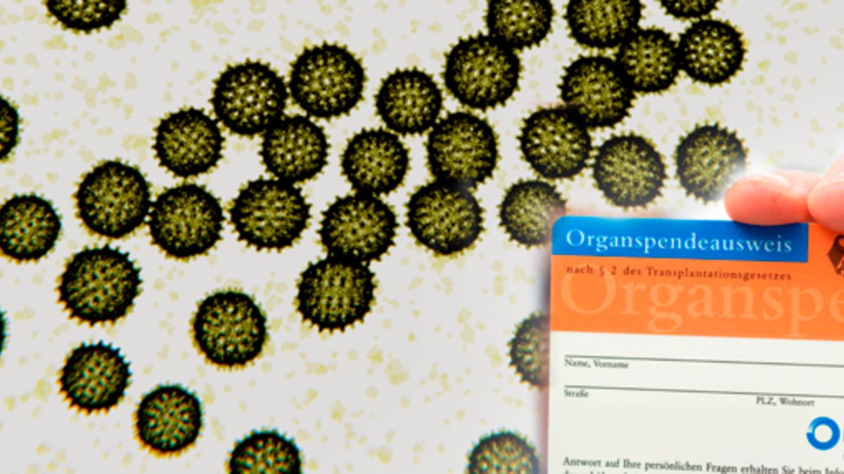 Hepatitis-C-Infizierte eignen sich als Organspender