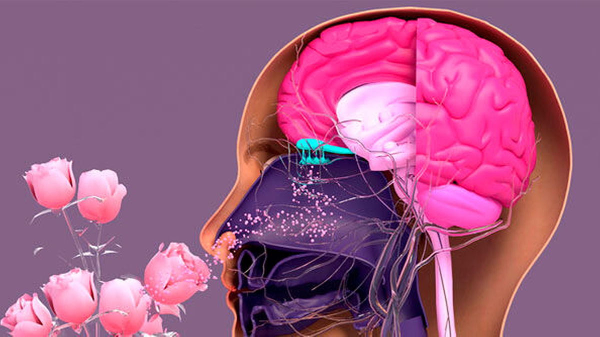 Bulbus olfactorius gibt Hinweis auf neurodegenerative Erkrankungen im Alter