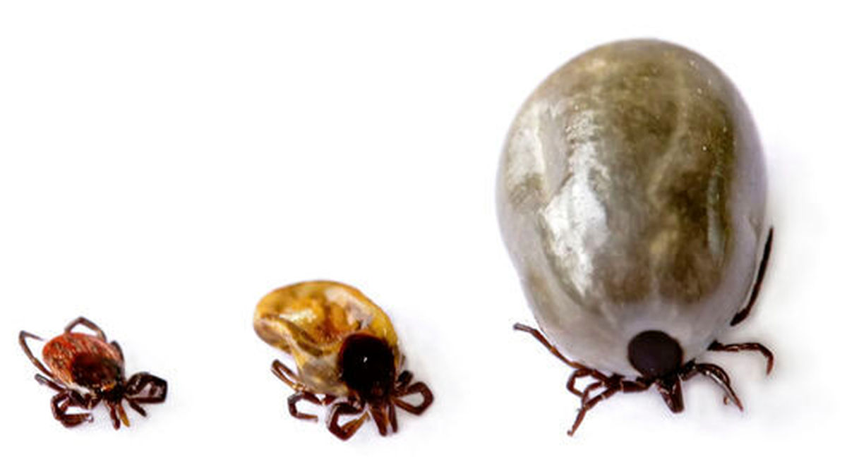 Borreliose Bei Kindern