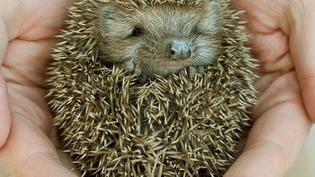 Igel-Leistungen: EingeIGeLt
