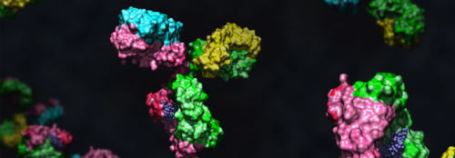 Erste klinische Studien zu den bispezifischen Antikörpern Cevostamab ...