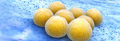Staphylococcus hominis reduziert Staph.-aureus-Belastung