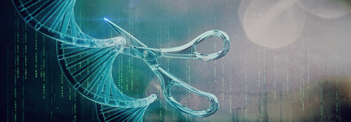 ADPKD: Mit der Genschere gegen erbliches Nierenleiden