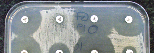 Antibiogramme richtig lesen: „i“ steht nicht mehr für „intermediär“