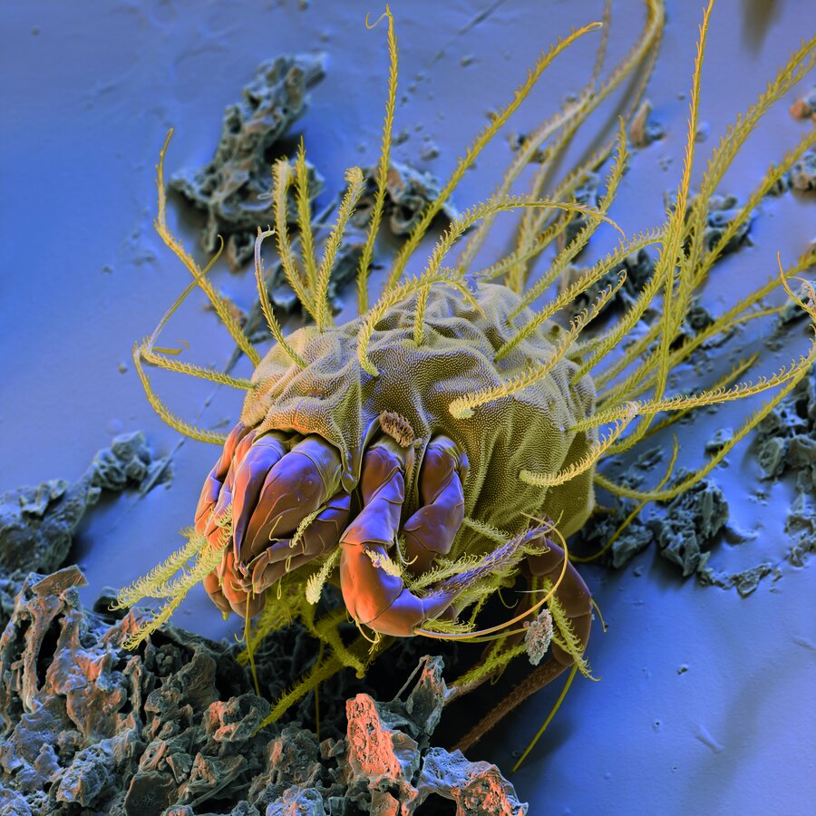 Allergie aus den Vorräten